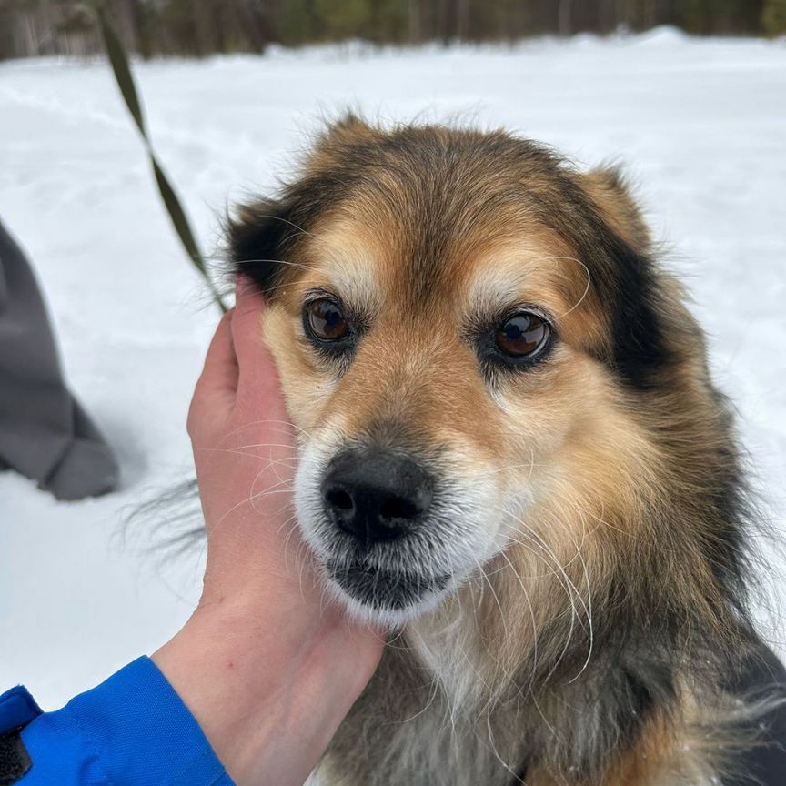 Собака в добрые руки отдам бесплатно