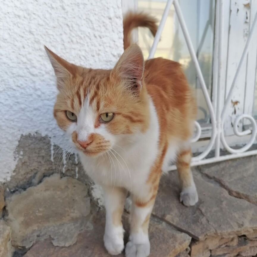 Котик красавец, ласковый. Живет на улице