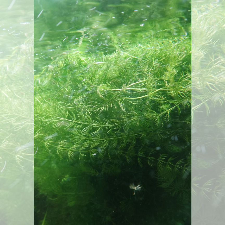 Роголистник, Ряска и Живая вода для аквариума