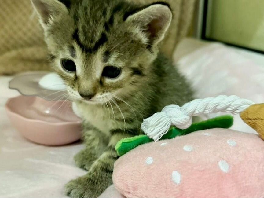 Котенок девочка Поночка (1 мес) в добрые руки