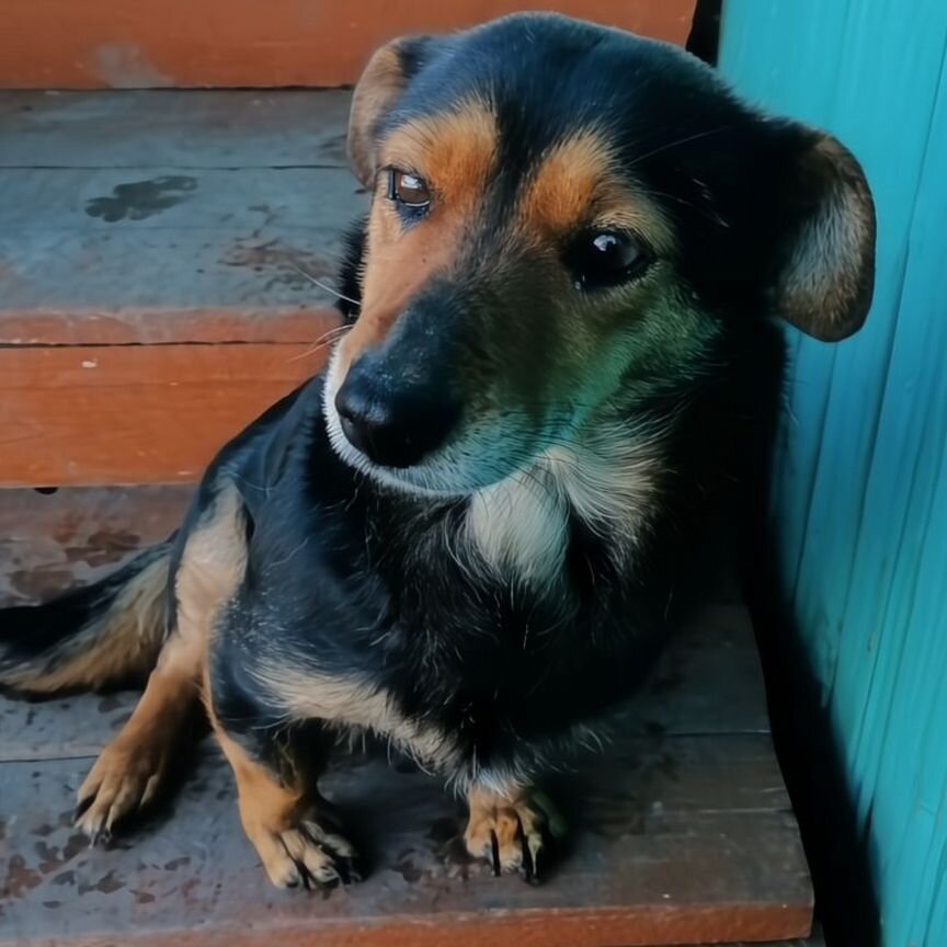 Взрослая собака в добрые руки