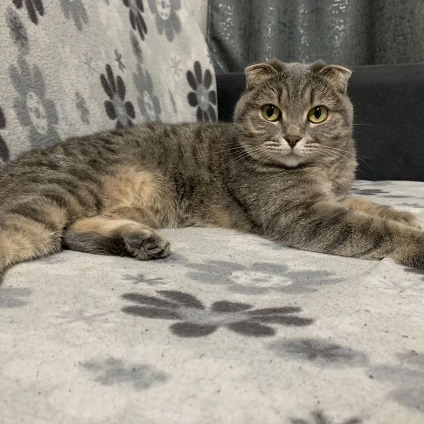 Кошки