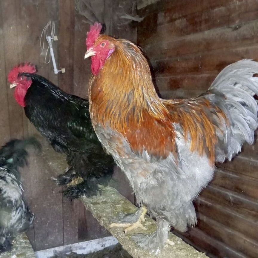 Петухи домашние Брама