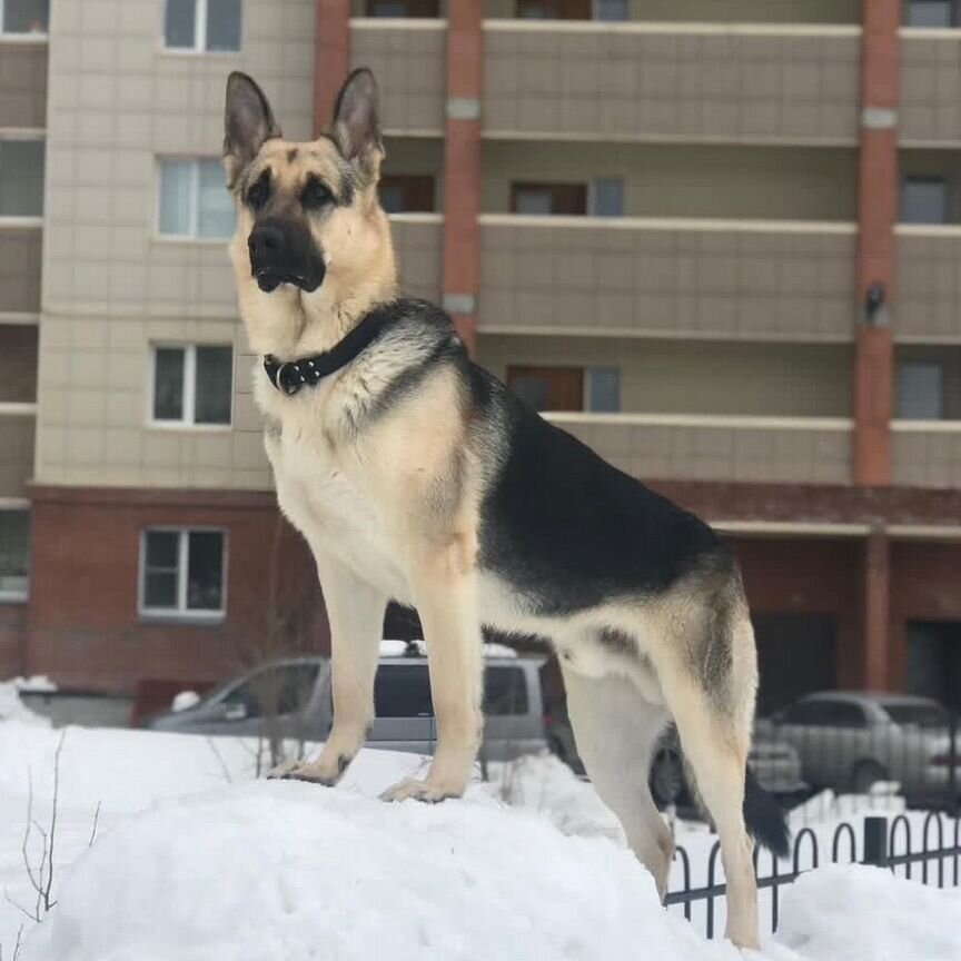 Случка. кобель дальневосточная овчарка