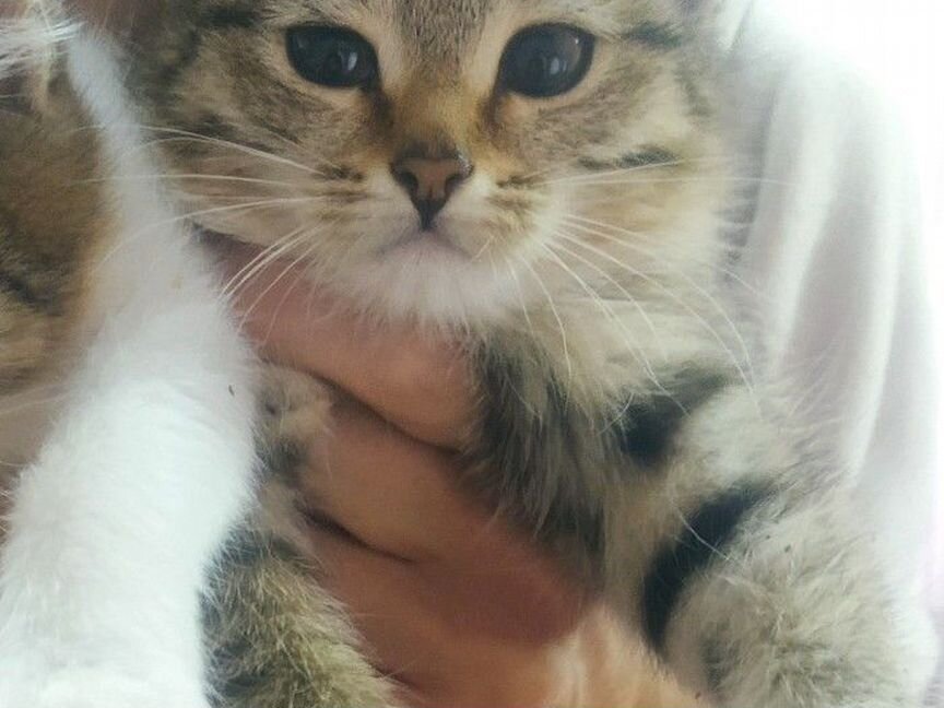Отдам котенка в добрые руки
