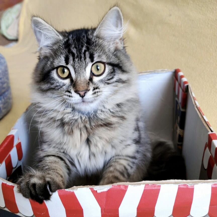 Котенок в добрые руки