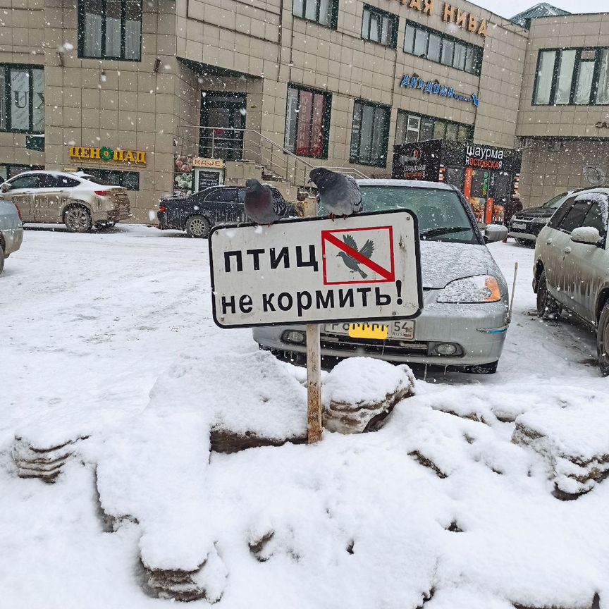 Голуби на свадьбу Голуби почтовые
