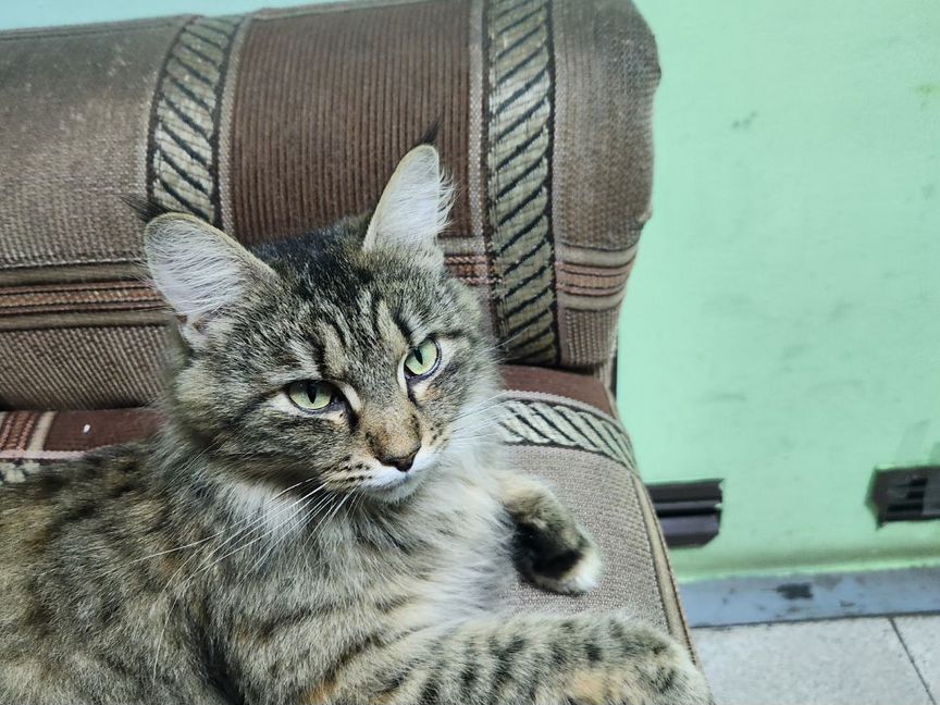 Кошка в дар бесплатно красивая