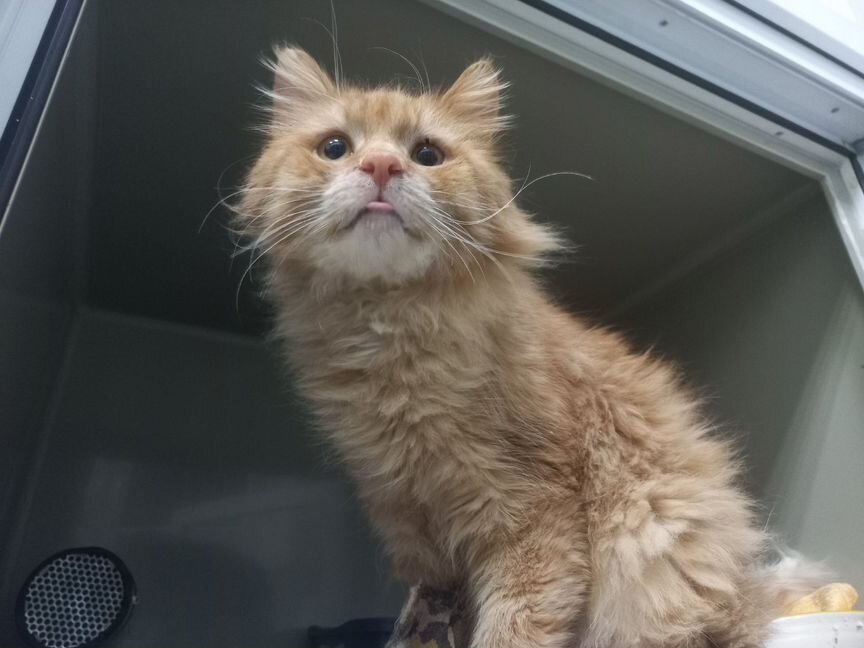 Пират кот без лапки