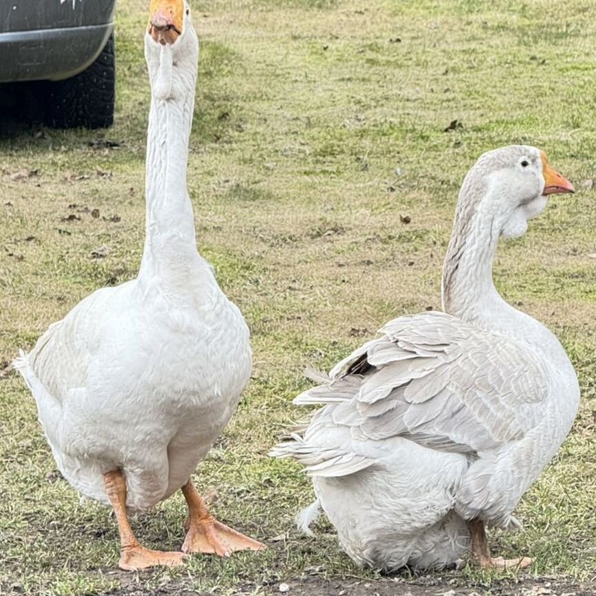 Гуси холмогоры