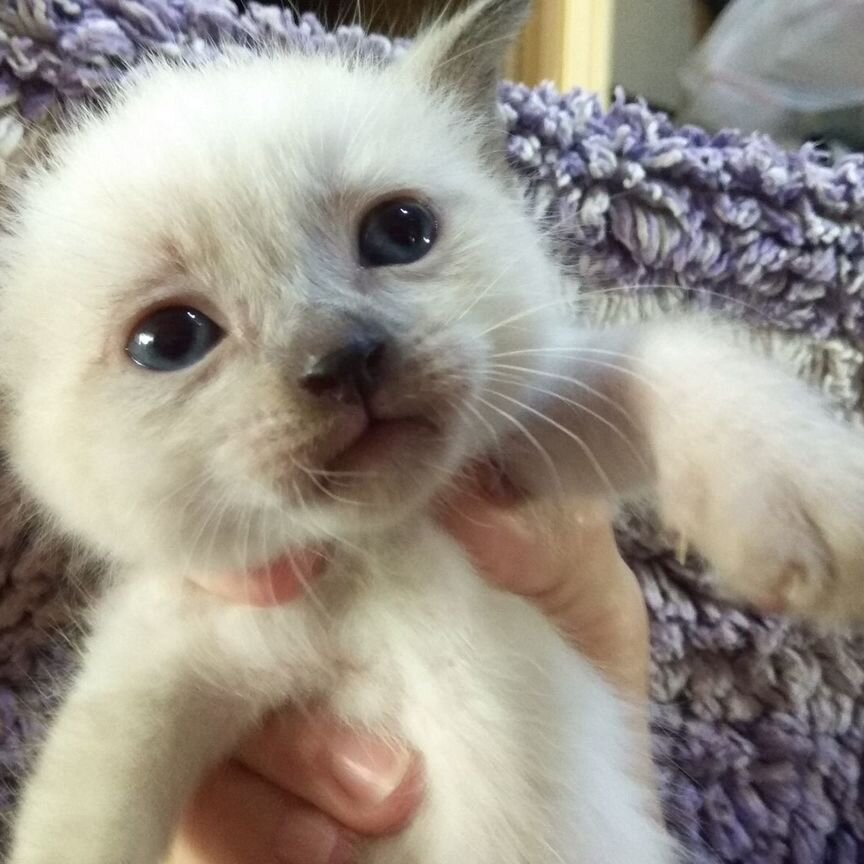 Котята тайские