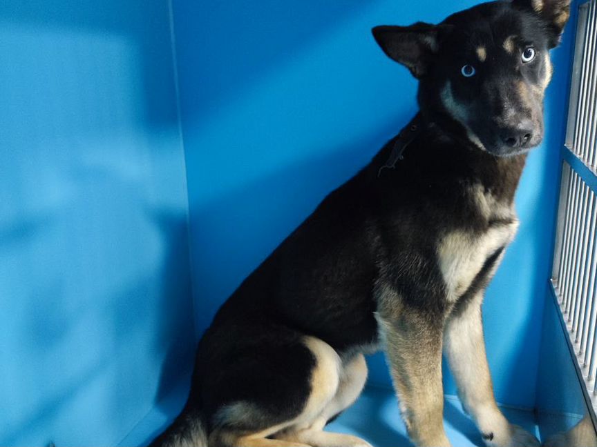 Голубоглазый щенок в добрые руки