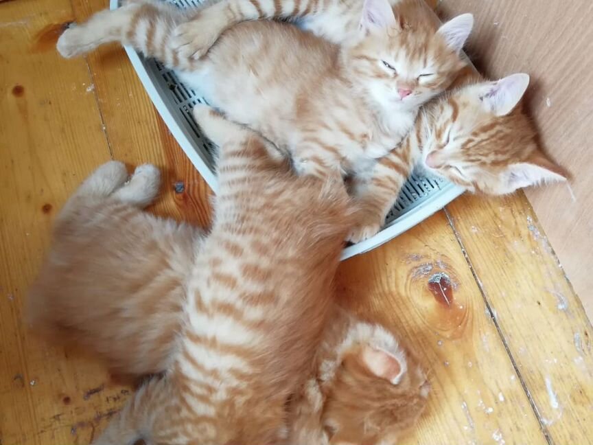 Котята Курильского бобтейла