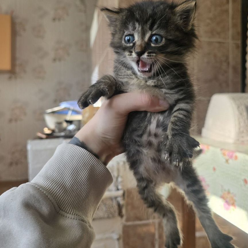 Котенок мальчик