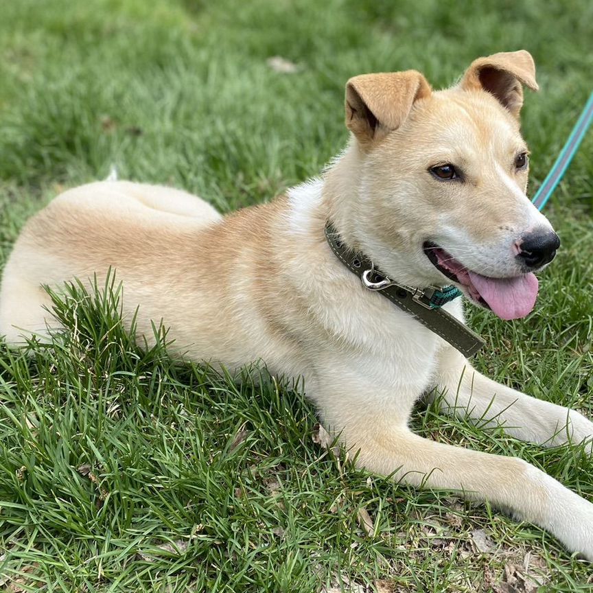 Взрослый пёс в добрые руки