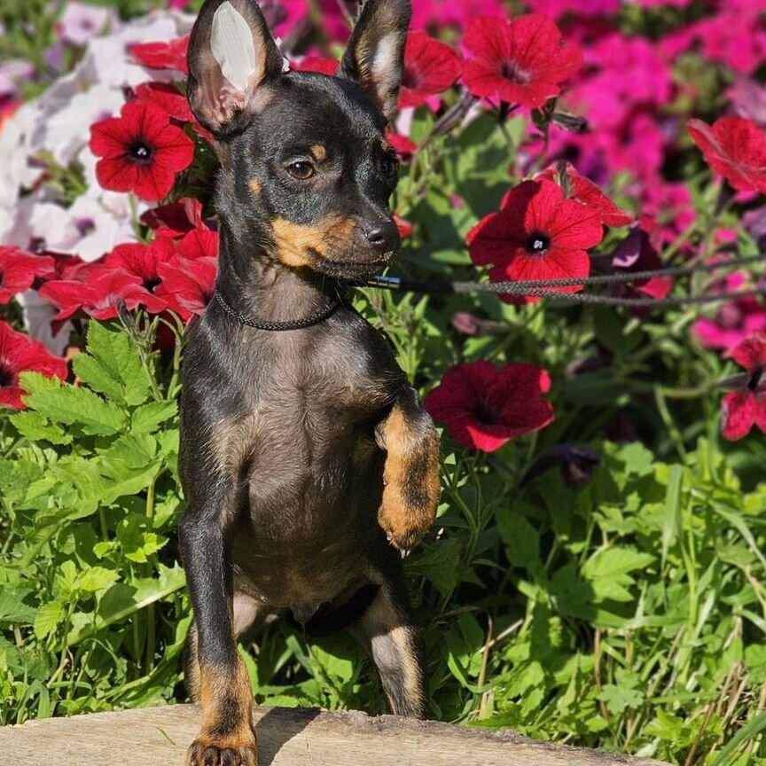 Чёрно-подпалый кобель