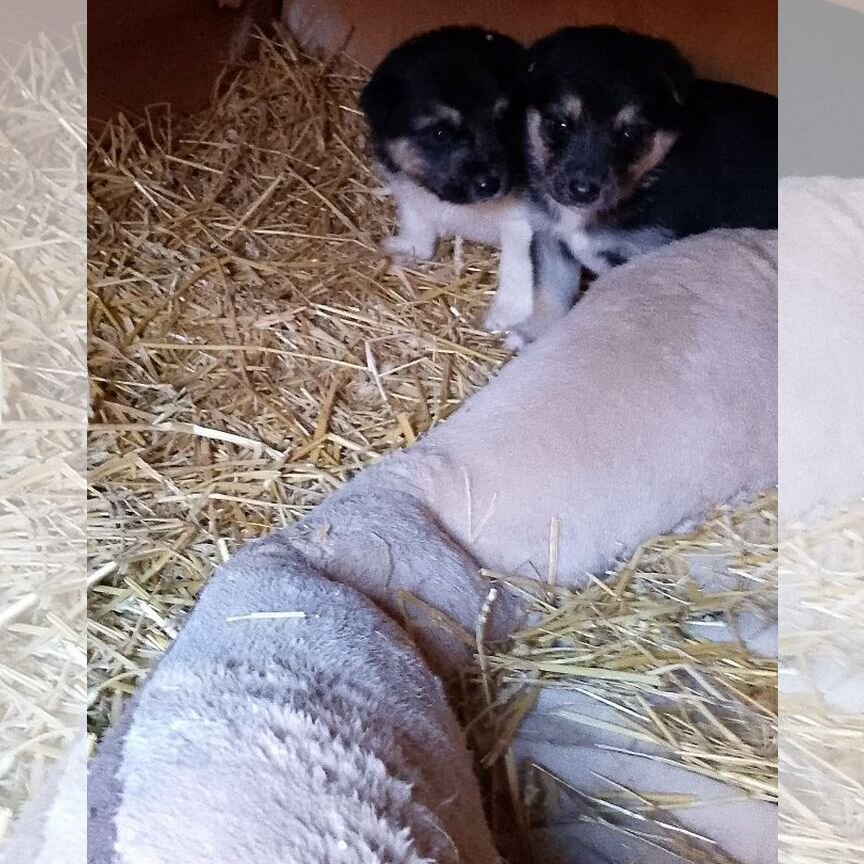 Щенок в добрые руки