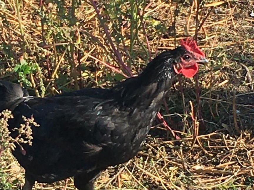 Куры Барбазье