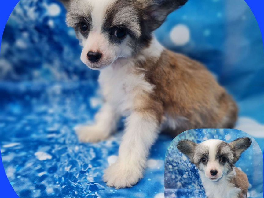 Китайская хохлатая мини