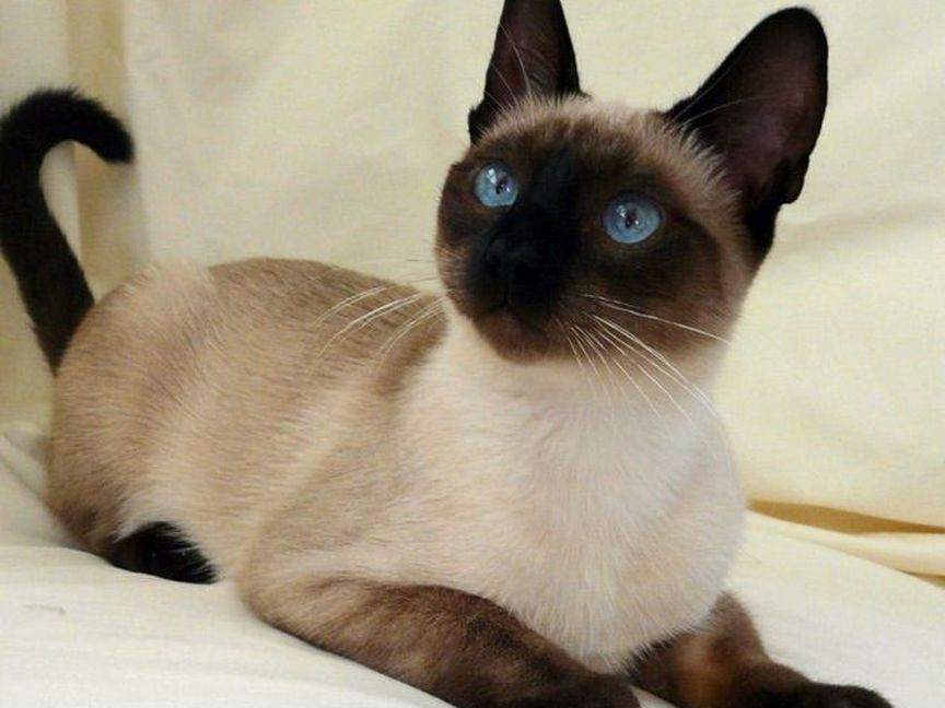 Сиамская кошечка