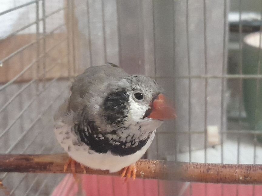 Домашние животные птицы