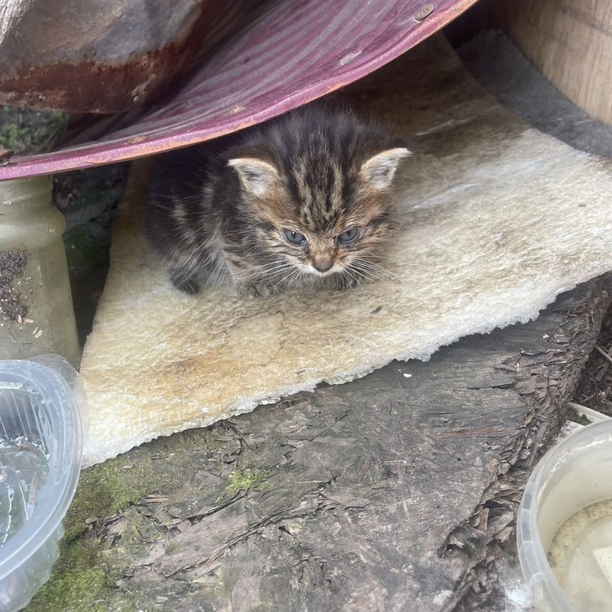 Котёнок в добрые руки