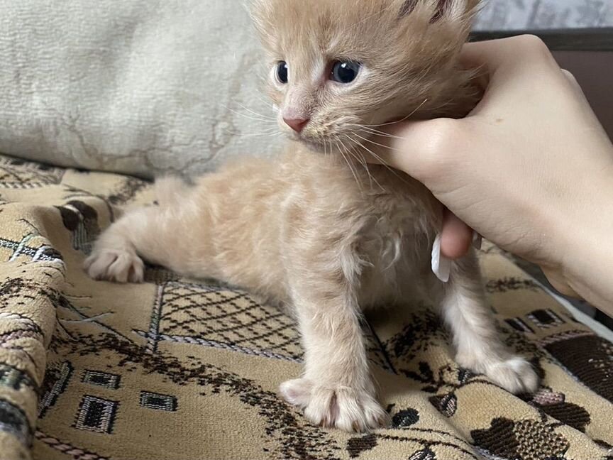 Котёнок майкун