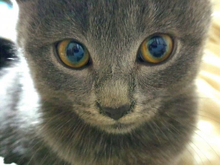 Ищу человека с добрым сердцем