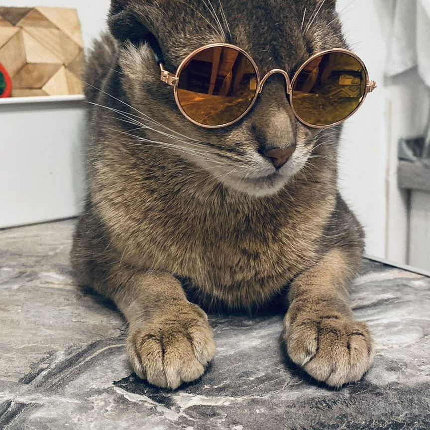 Очки для животных