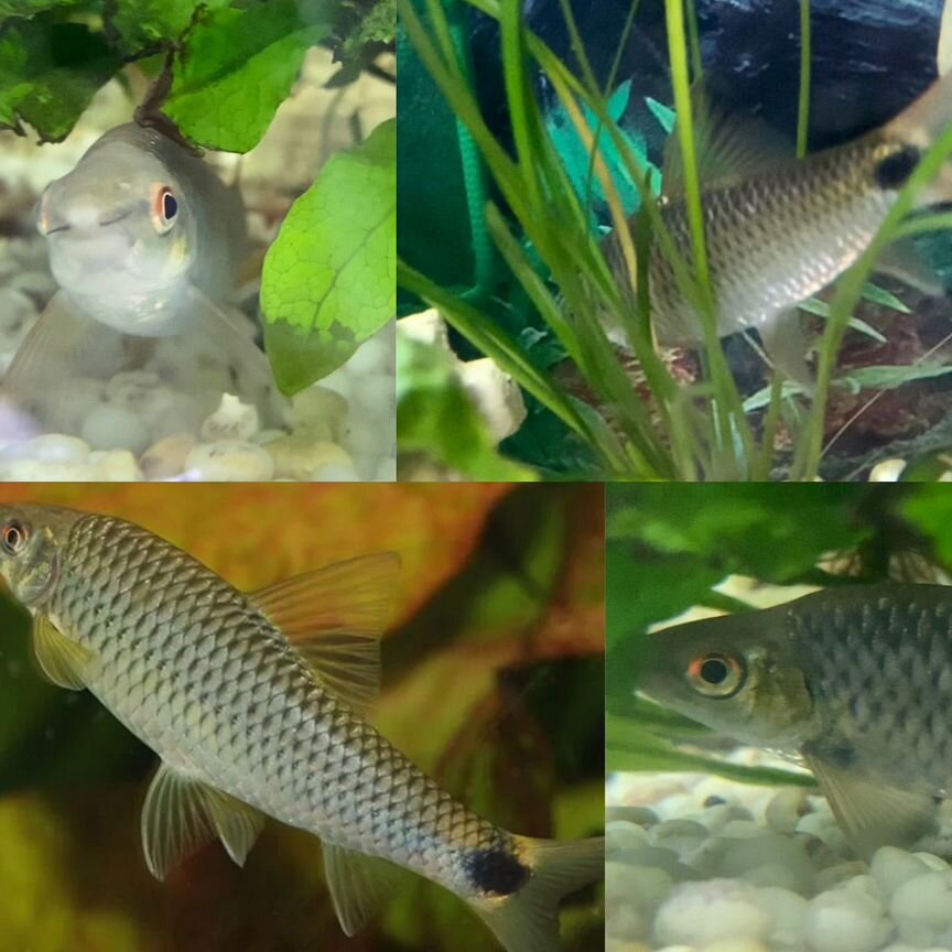 Сиамский водорослеед, летающая лисичка