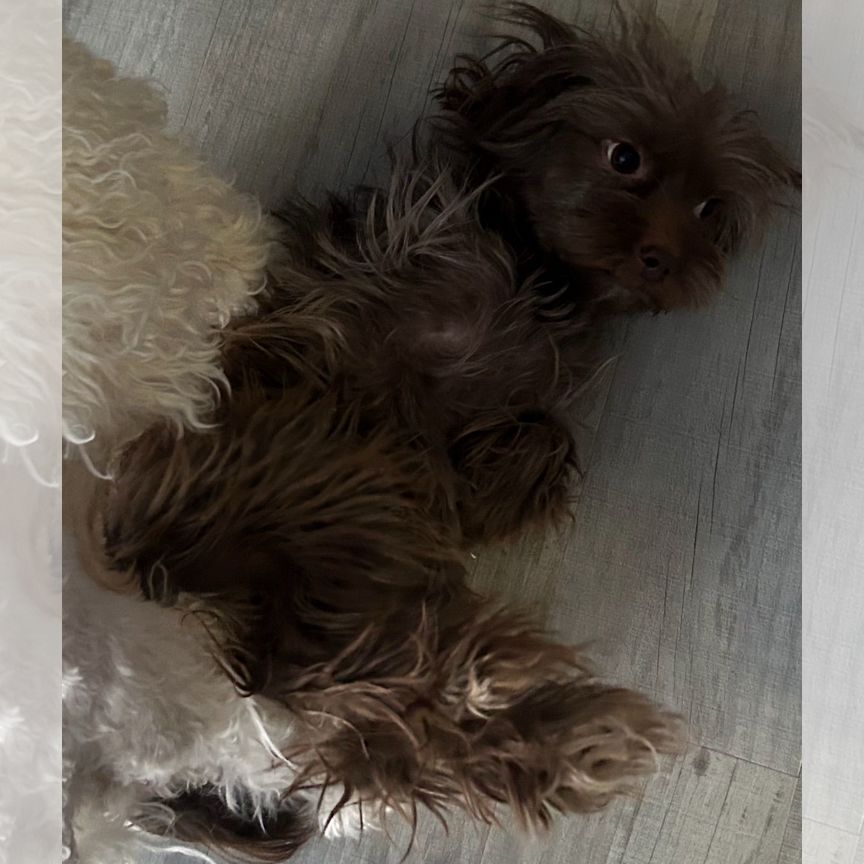 Русская цветная болонка, взрослая собака