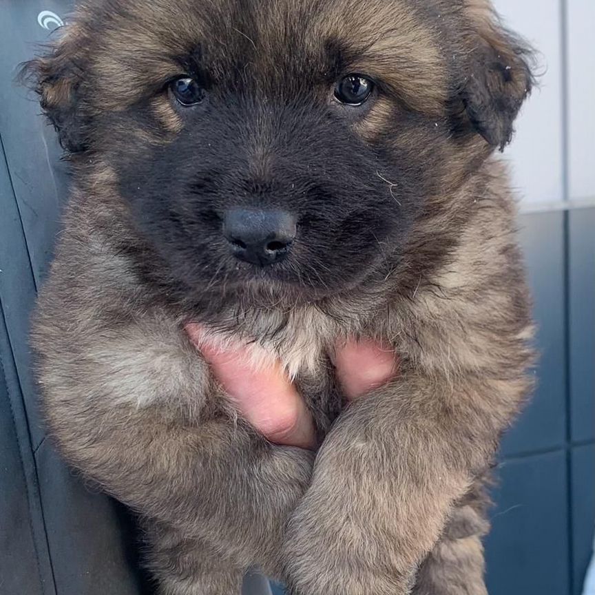 Щенок мальчик 1,5 месяца