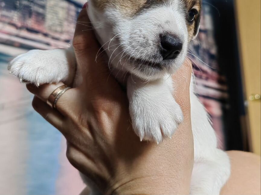 Щенок джек-рассел терьера