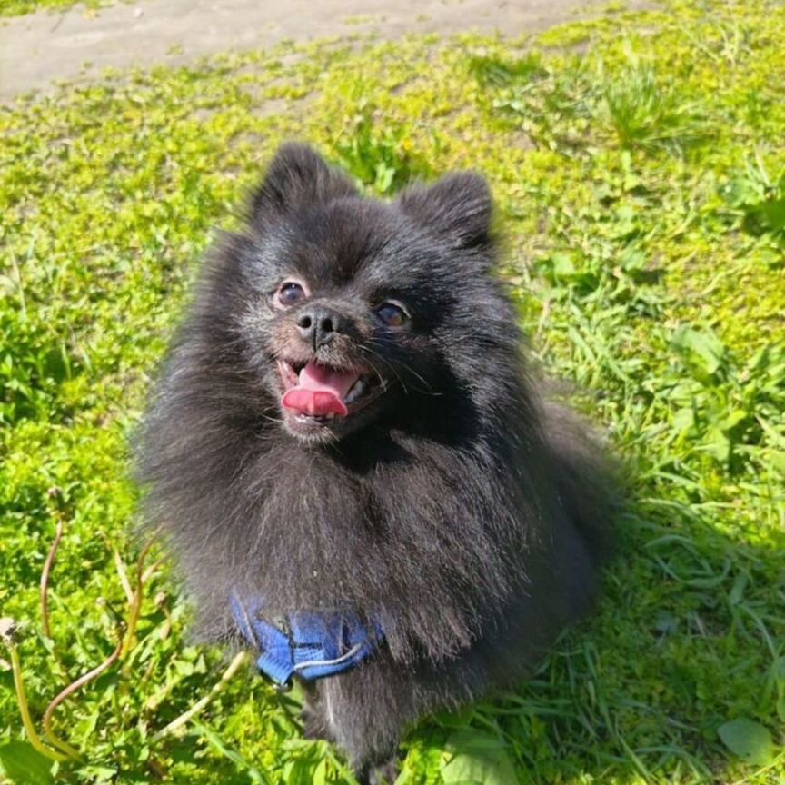 Немецкий шпиц