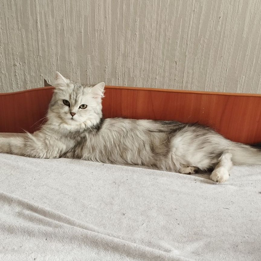 Кошечка в хорошие руки