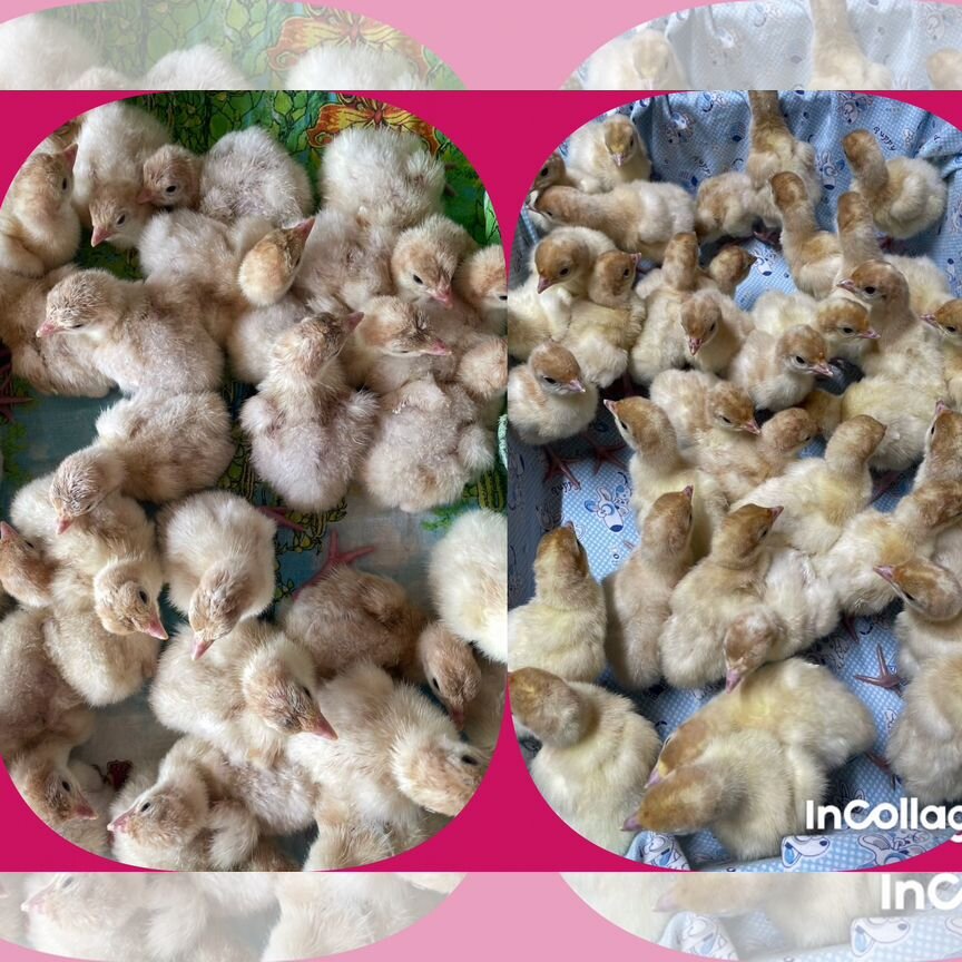 Инкубационое Яйцо Индейка