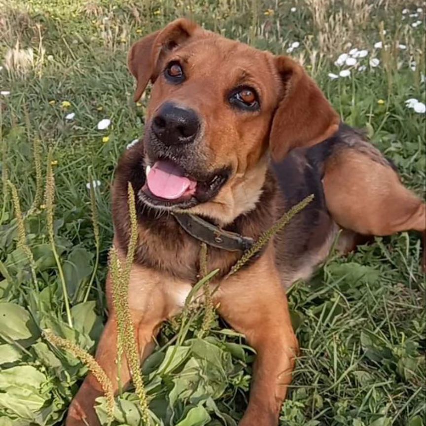 Собака Есения