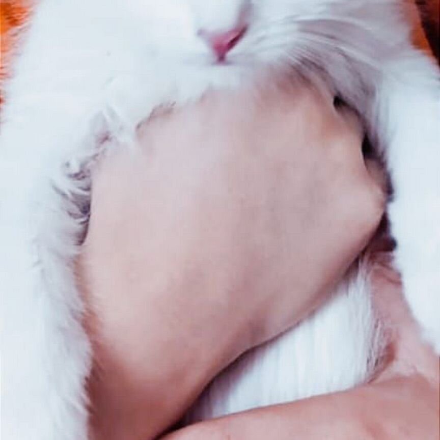 Котенок - порода Рэгдолл