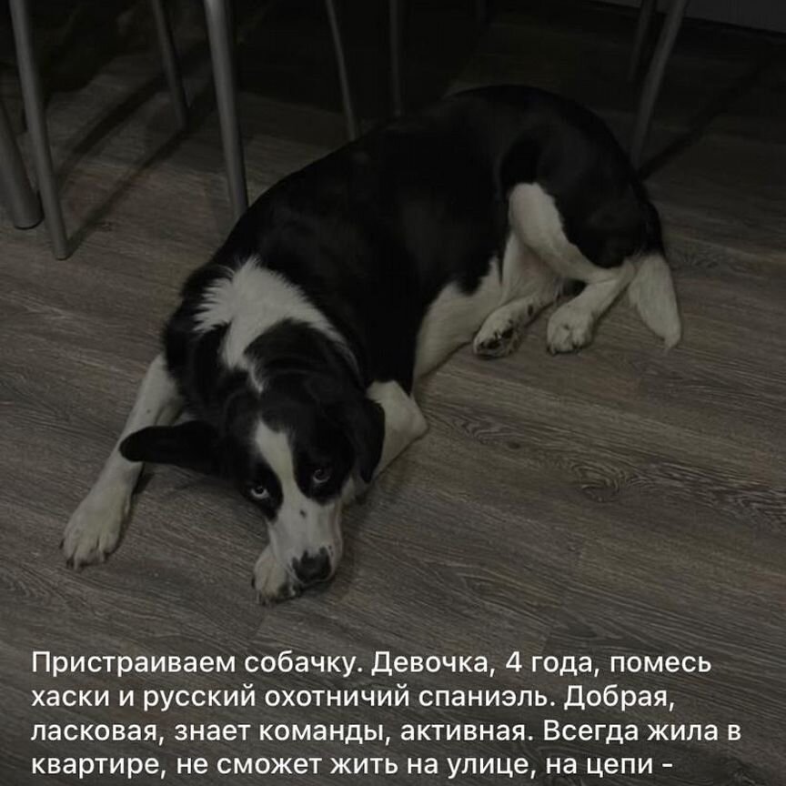 Пристраиваем собаку