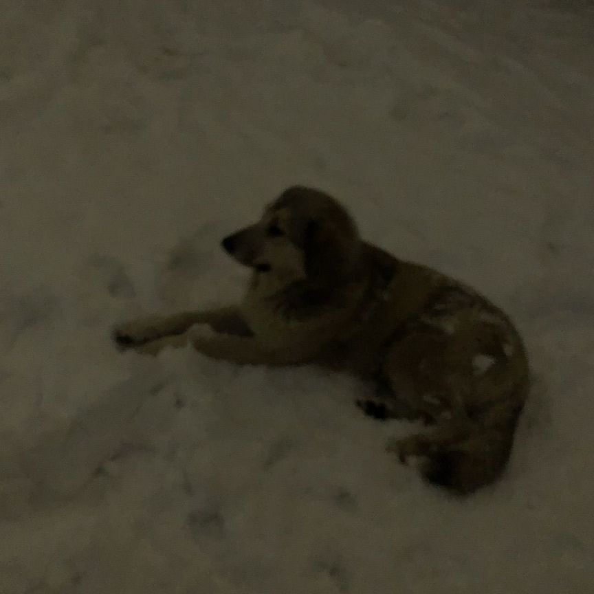 Собака бесплатно