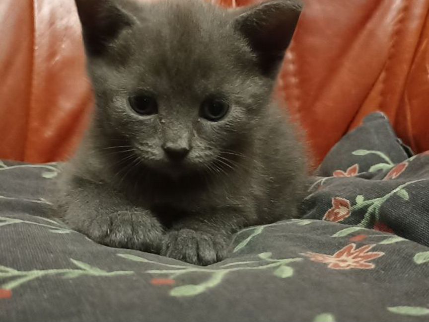 Британская