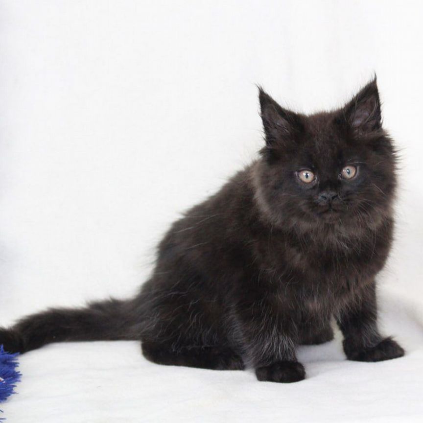 Мейн-кун котёнок