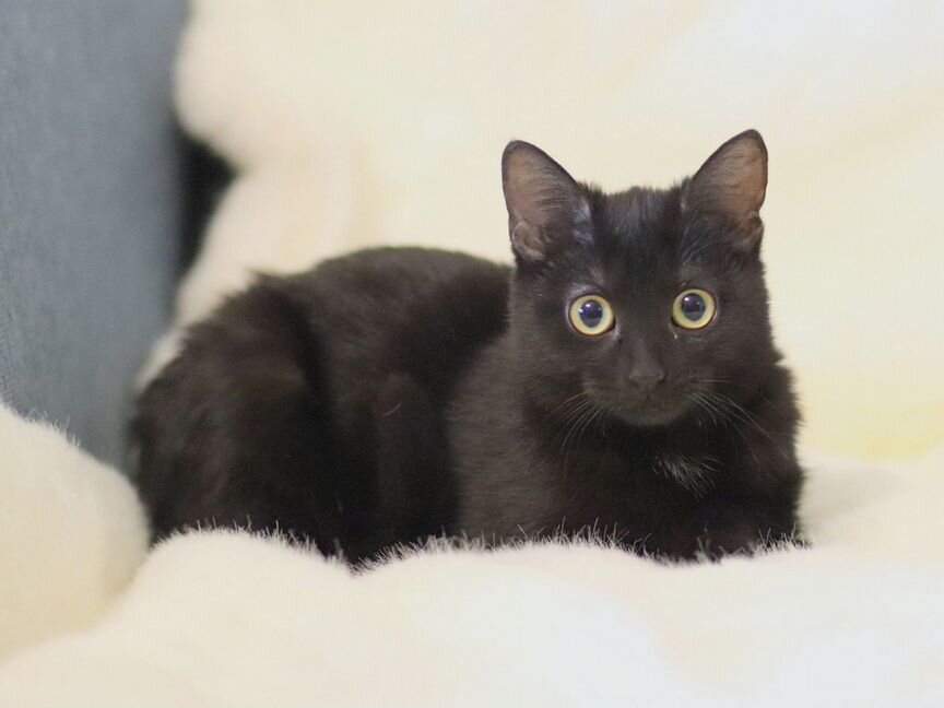 Кото-девочка Матрена, ей 5 месяцев