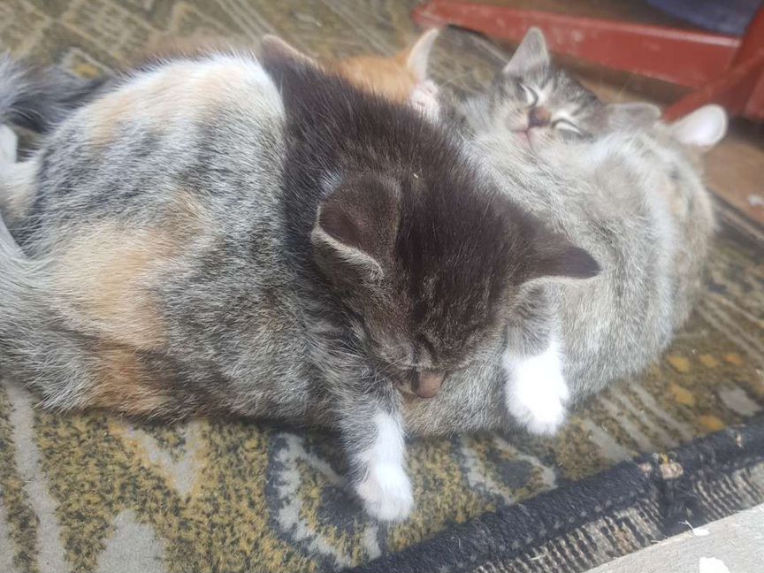 Котята в добрые руки, гроза мышей