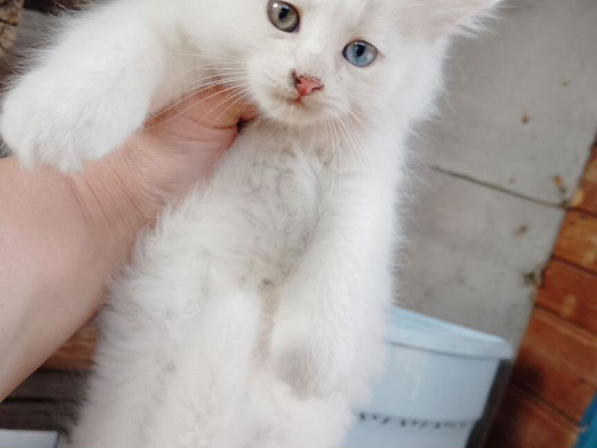 Котята