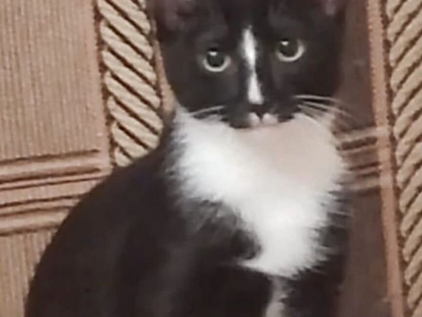 Котик Платоша