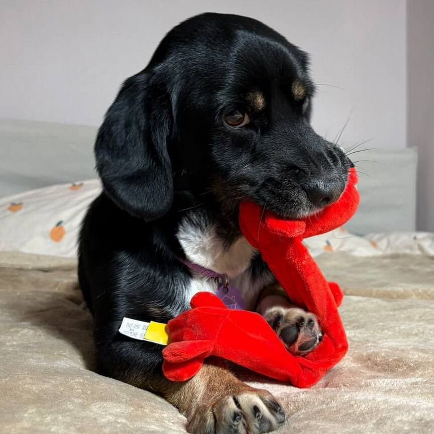 Американский кокер-спаниель, взрослый пёс