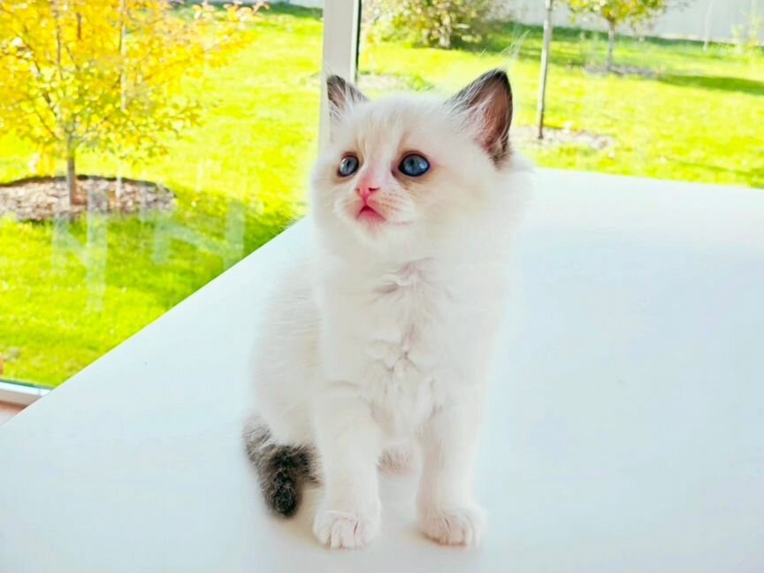 Регдолл котята