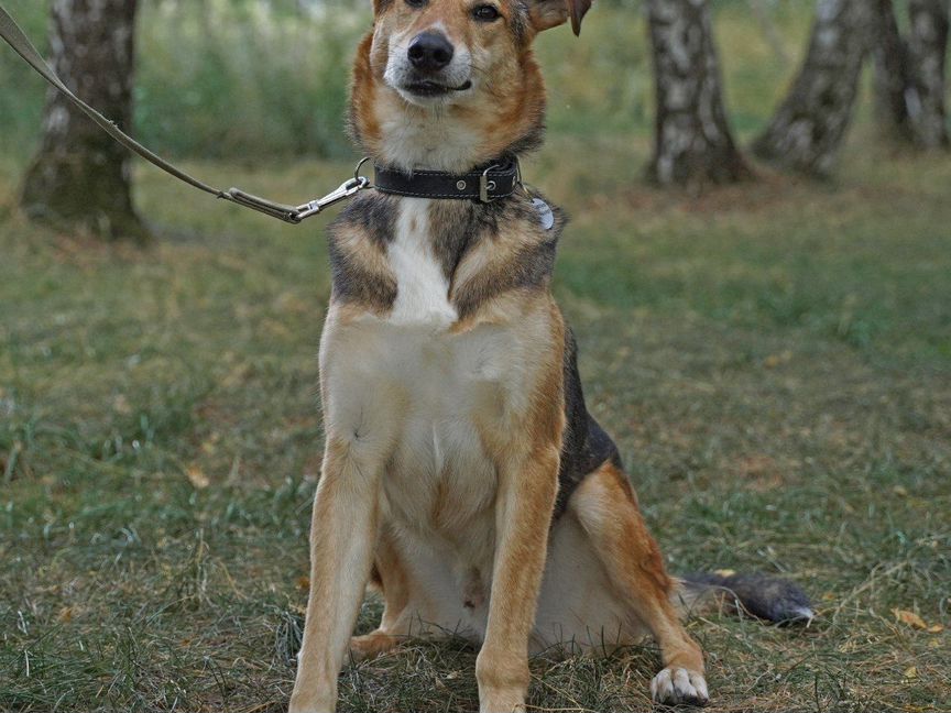 Заберите Патрика из приюта