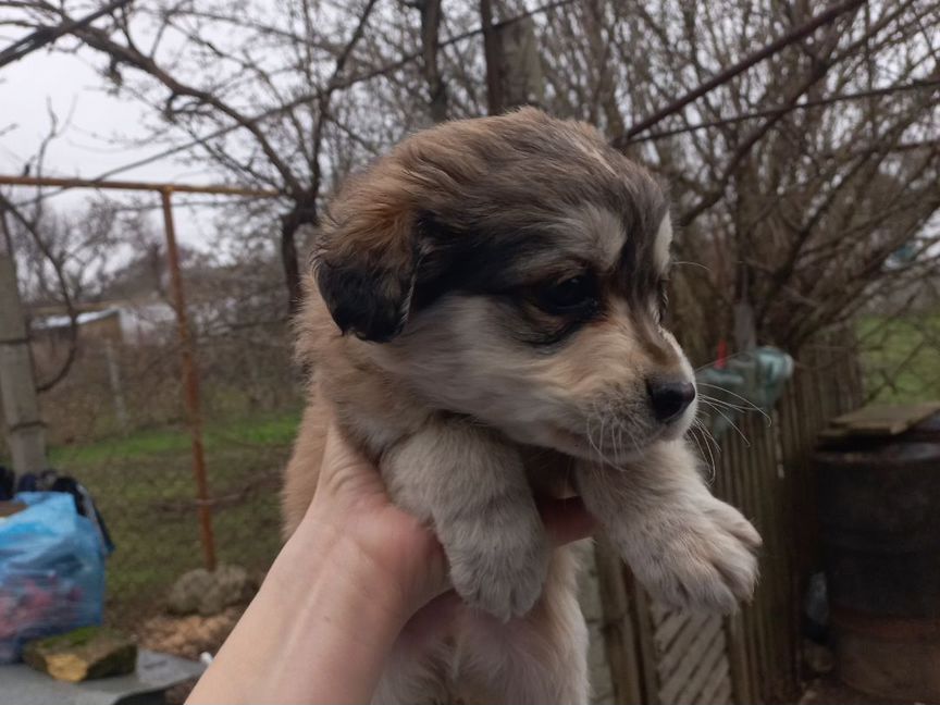 Собаки щенки